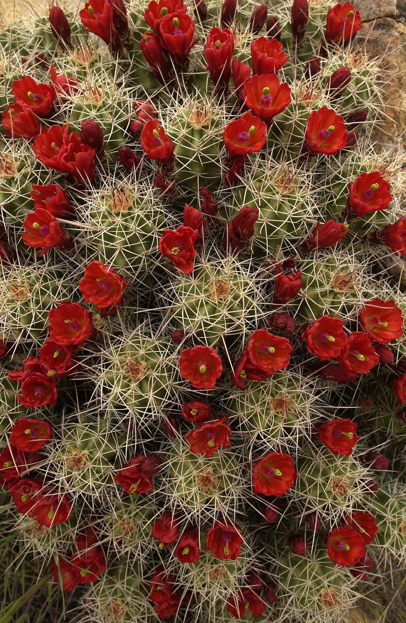 Take a Look at Utah Desert Wildflowers & Learn Them All!