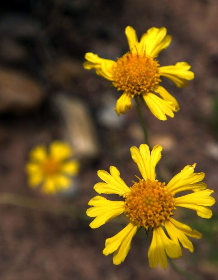 Take a Look at Utah Desert Wildflowers & Learn Them All!