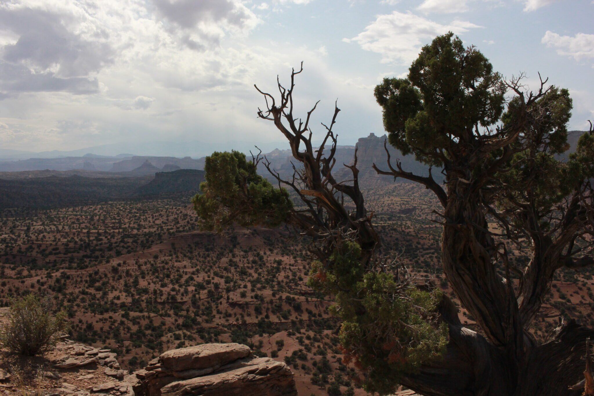 Take a Look at Utah Desert Wildflowers & Learn Them All!